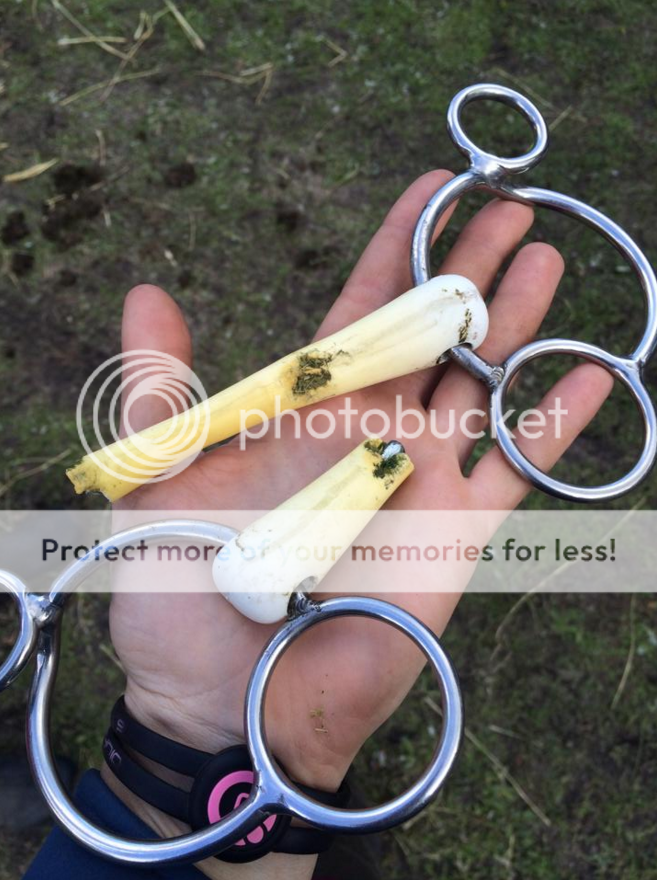 Experience of Nathe bits? | Horse and Hound Forum