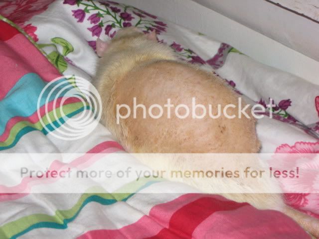 Buck grease? | The Rat Shack - Pet Rat Forum