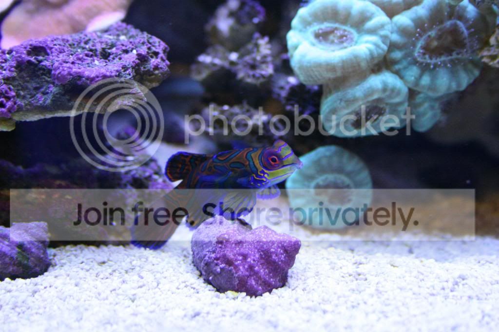 Eye Candy: The most photogenic fish thread | Reef2Reef